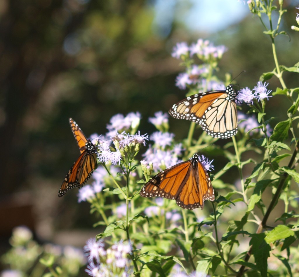 Monarch from Hays County, TX, USA on November 01, 2021 at 04:08 PM by ...