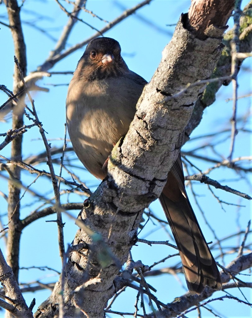 California Towhee from Lake Los Carneros, Goleta, CA 93117, USA on ...