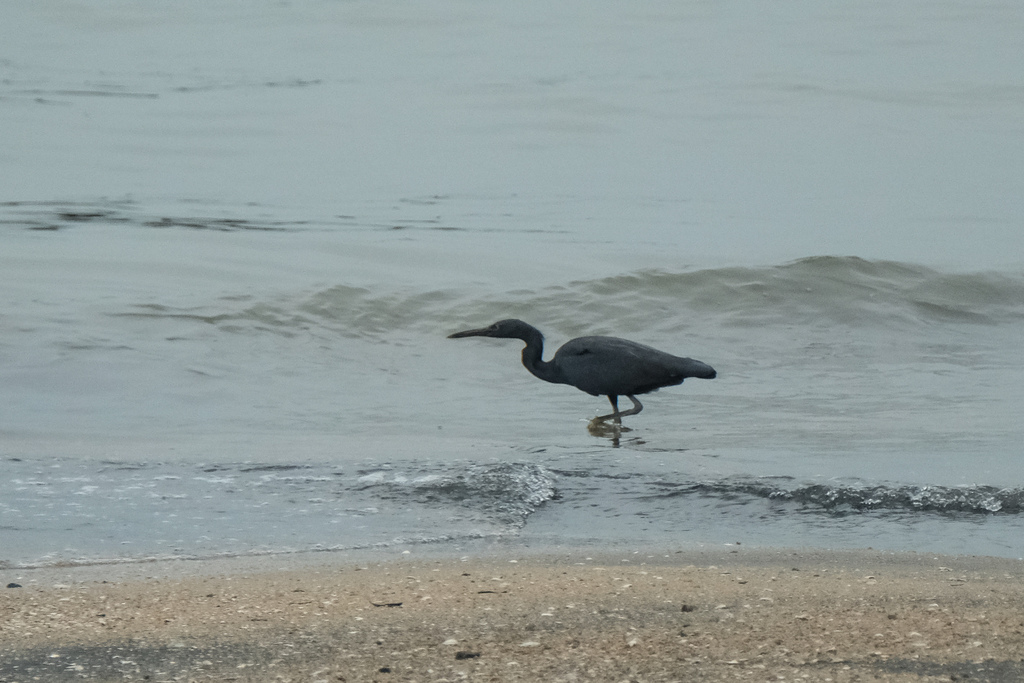 Pacific Reef-Heron from Tuen Mun-龍鼓灘 on October 30, 2021 at 10:31 AM by ...