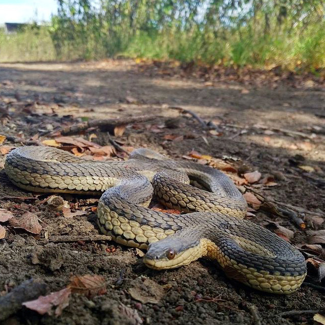 Graham's Crayfish Snake from 6500 S Great Trinity Forest Way, Dallas ...
