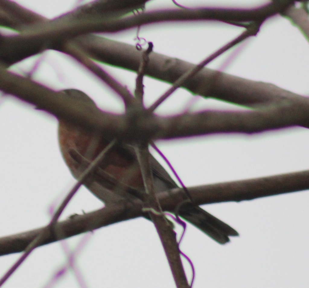American Robin from Druid Hill Park, Baltimore, MD, USA on November 02 ...
