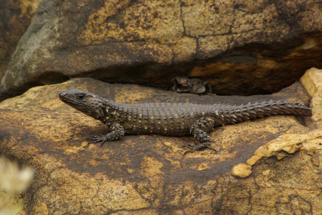 Van Dam’s Girdled Lizard in October 2021 by Johannes Van Rooyen ...