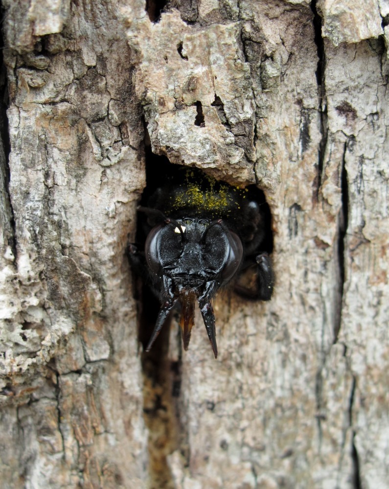 Ridge-browed Carpenter from Libertad, Provincia de Buenos Aires ...