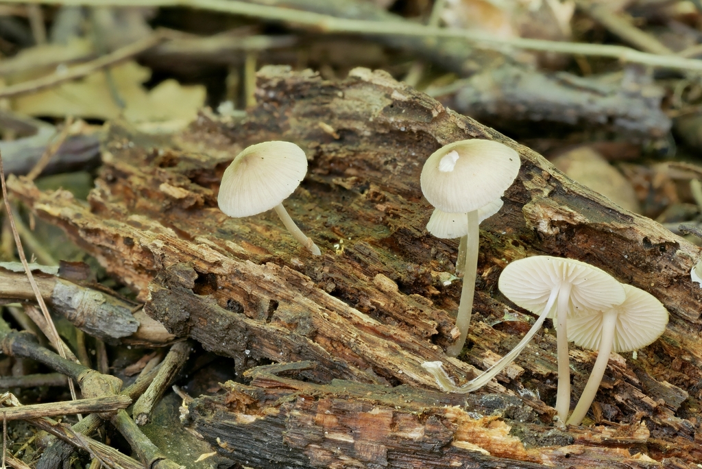common bonnet from Steuben County, IN, USA on October 17, 2021 at 10:38 ...