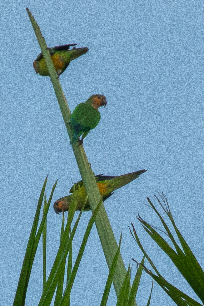 Brown-throated Parakeet from Rainville, Paramaribo, Surinam on October ...
