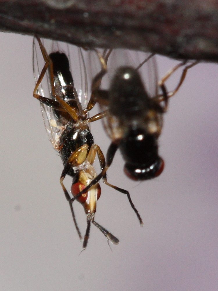 Waltzing Fly from Horner Pk., Richmond Hill, ON, Canada on May 21, 2009 ...