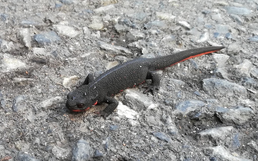 Japanese Fire-bellied Newt in October 2021 by Inessa · iNaturalist