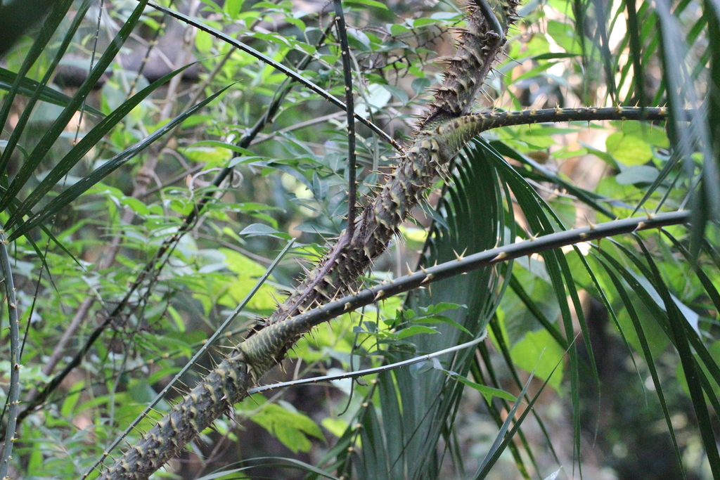 Calamus walkeri from Wanchai Nature Trail 灣仔自然徑 on November 2, 2021 at ...