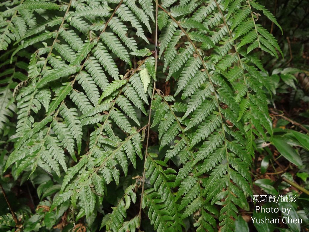 Alsophila spinulosa from 台灣新北市 on November 02, 2021 at 01:45 PM by 陳育賢 ...