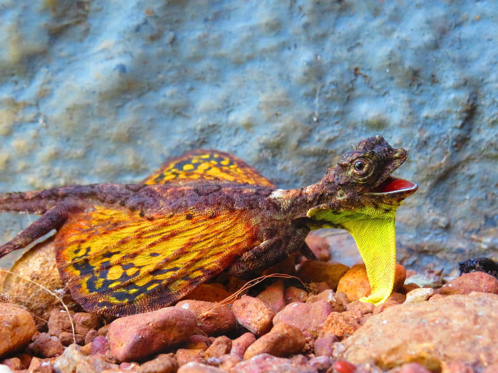 Western Ghats Flying Lizard from New Naduvil, Kerala, India on January ...