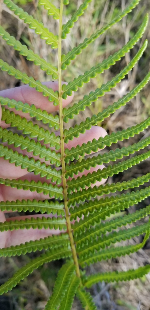 Swamp Shield-fern from Bowling Green, FL 33834, USA on November 02 ...