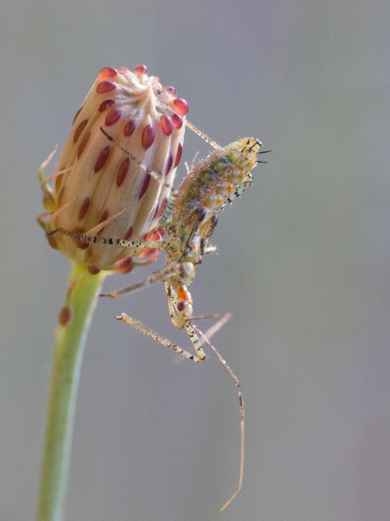 Leafhopper Assassin Bug from Pinnacle Peak Ranchos, Scottsdale, AZ ...