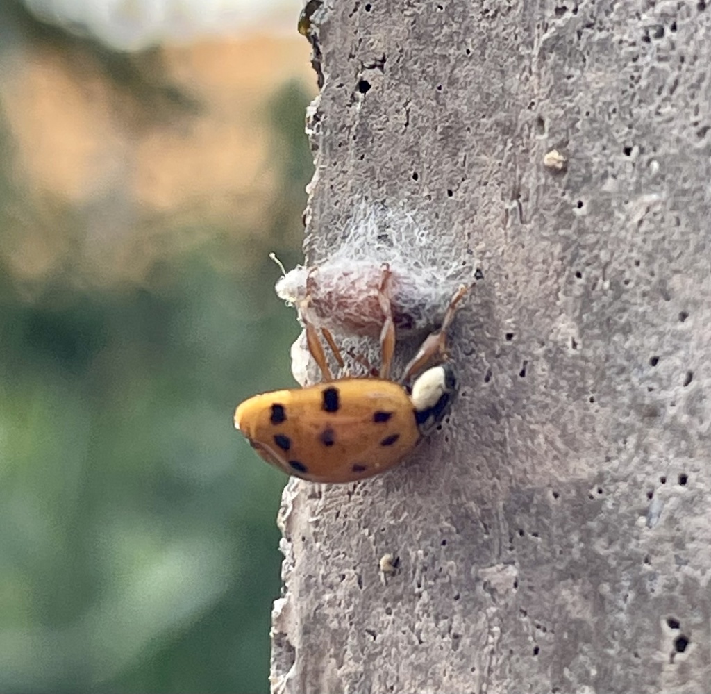 Asian Lady Beetle from University of California - Berkeley, Berkeley ...