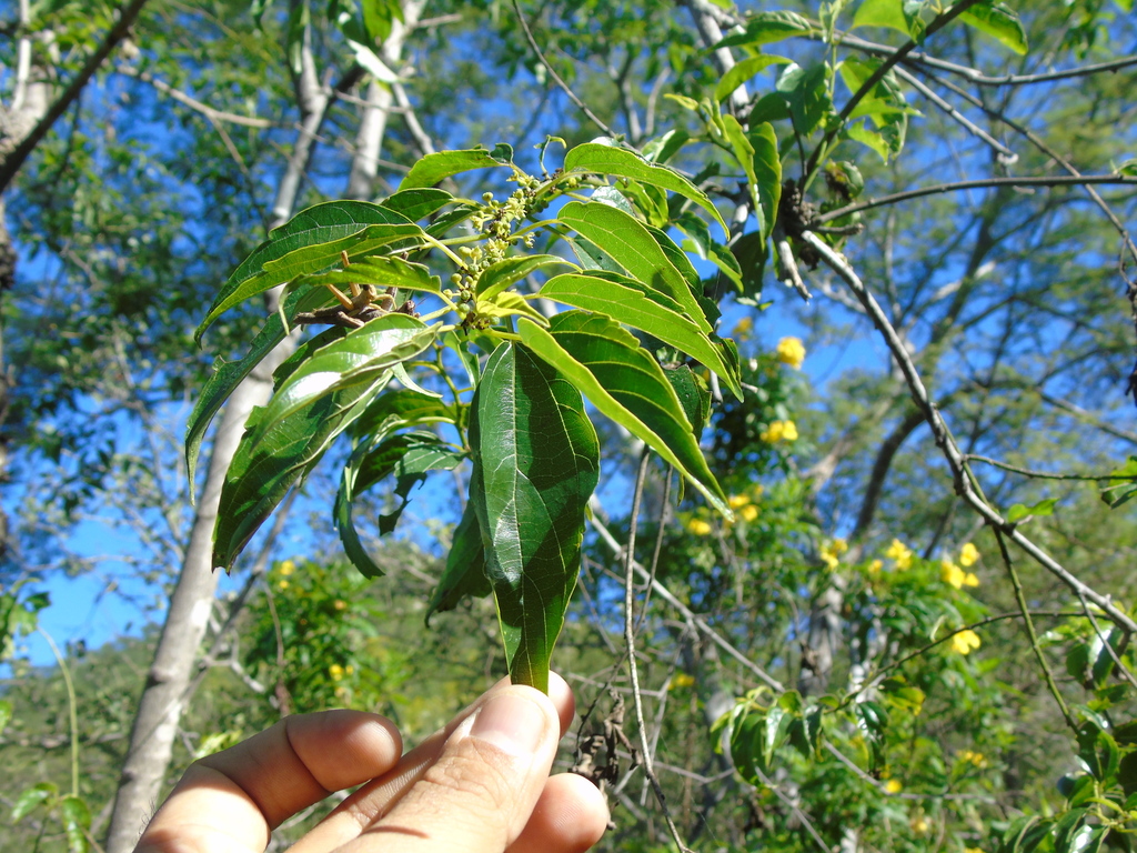 Colubrina triflora from La Paz, B.C.S., México on October 25, 2021 at ...