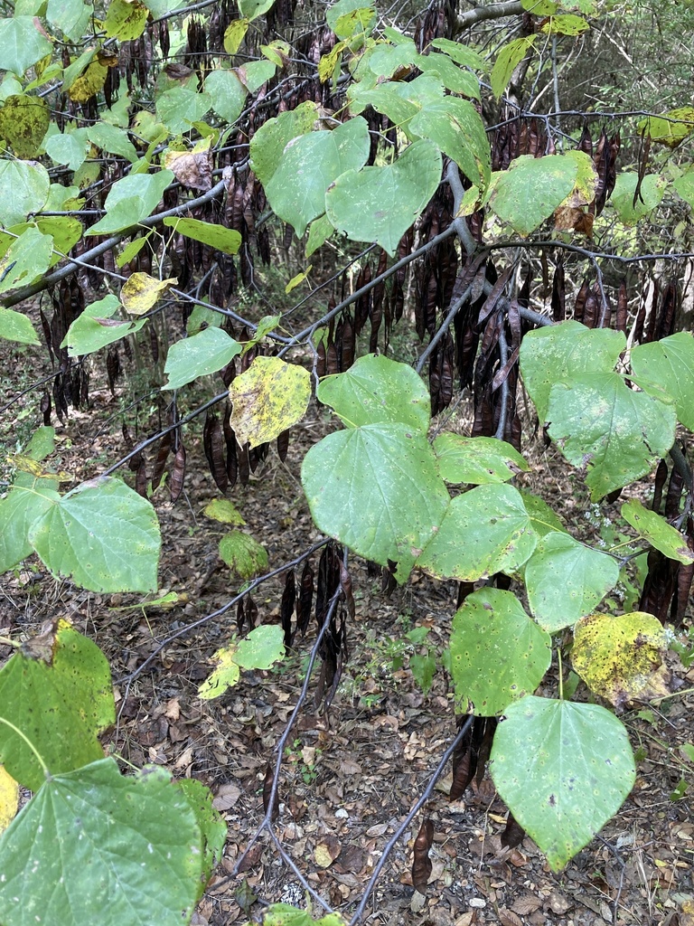 eastern redbud from Corbin Rd, Denton, TX, US on October 20, 2021 at 02 ...