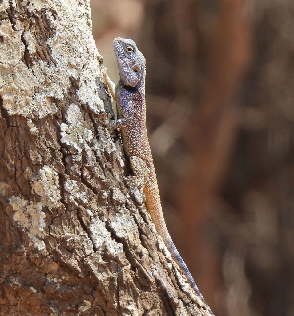 Bill's tree agama from J. Lazy J. Sanctuary, Lusaka Central, Lusaka ...