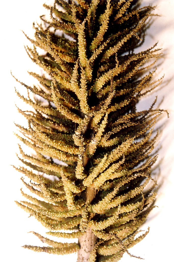 (Gunnera × cryptica) - Botanical Realm