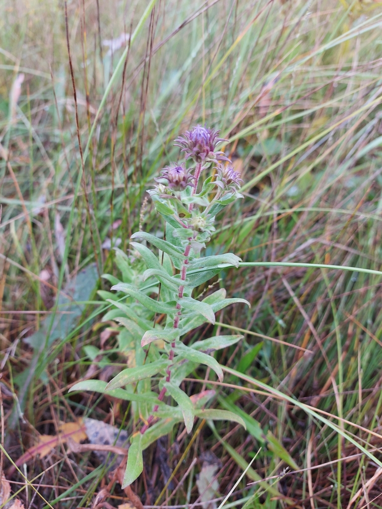 New England aster in August 2021 by Sarah Vinge-Mazer · iNaturalist