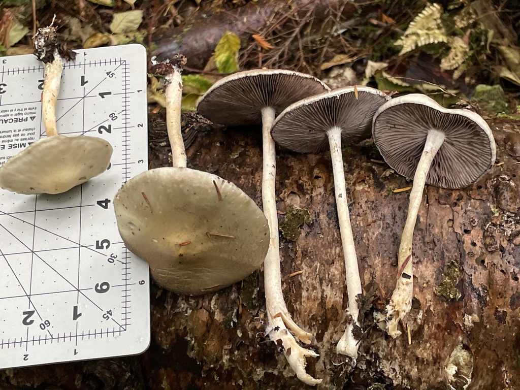 Questionable Stropharia from The Mount Baker-Snoqualmie National Forest ...