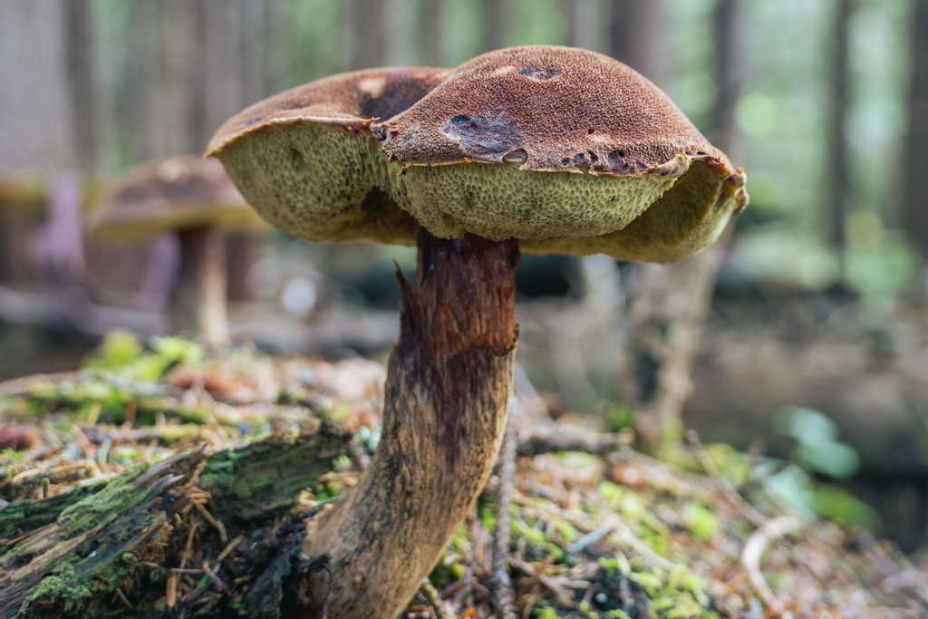 admirable bolete in October 2021 by nic s · iNaturalist
