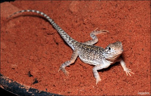 Central Netted Ground-dragon (Hamelin Animals) · iNaturalist
