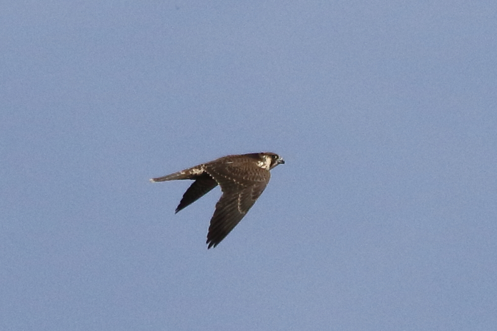 Peregrine Falcon from Via Perotti, 4, 12040 Sant'Albano Stura CN ...