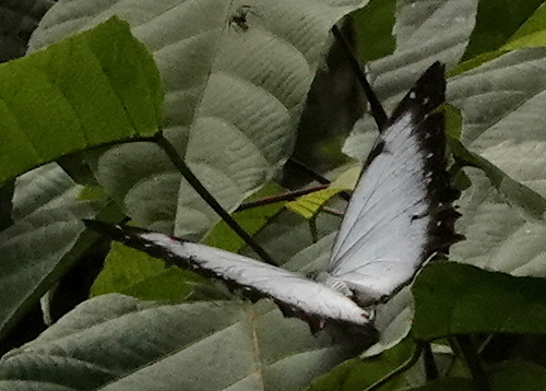 Stub-tailed Morpho (Morpho theseus) · iNaturalist