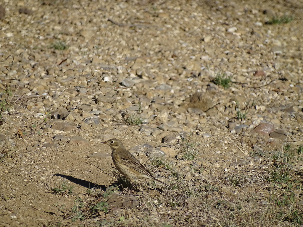 American Pipit from Mapimí, Dgo., México on October 28, 2021 at 10:11 ...