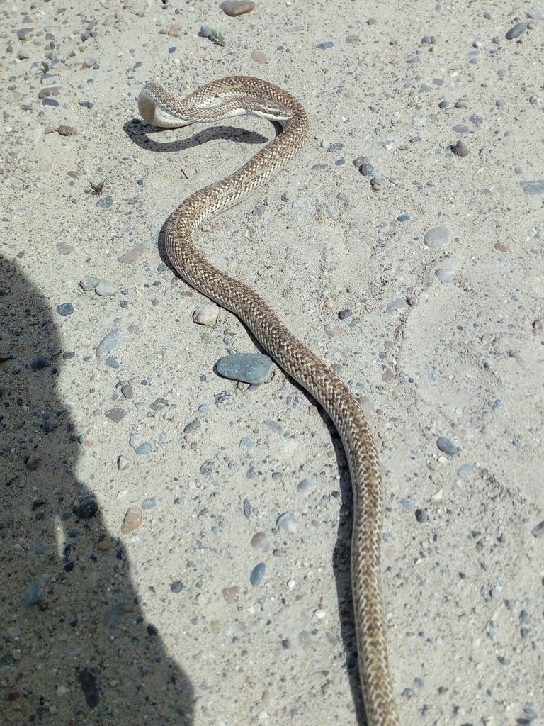 Mousehole Snake from Gaiman, Chubut, Argentina on November 02, 2021 at ...