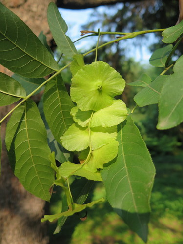 Wheel Wingnut (Cyclocarya paliurus) · iNaturalist