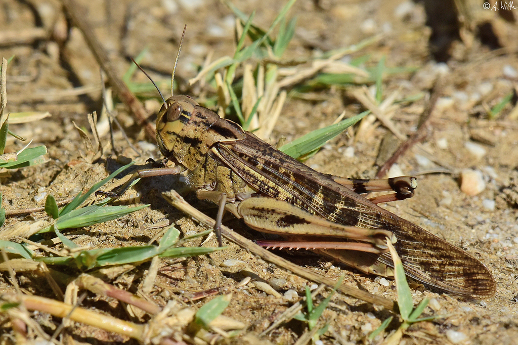Migratory Locust from Ostmakedonien und Thrakien, Griechenland on ...