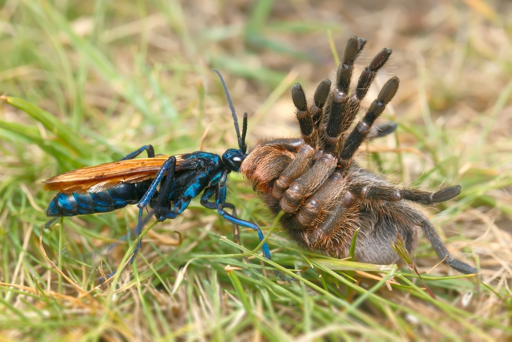 New World Tarantula-hawk Wasps from Hualpén, Bío Bío, Chile on October ...