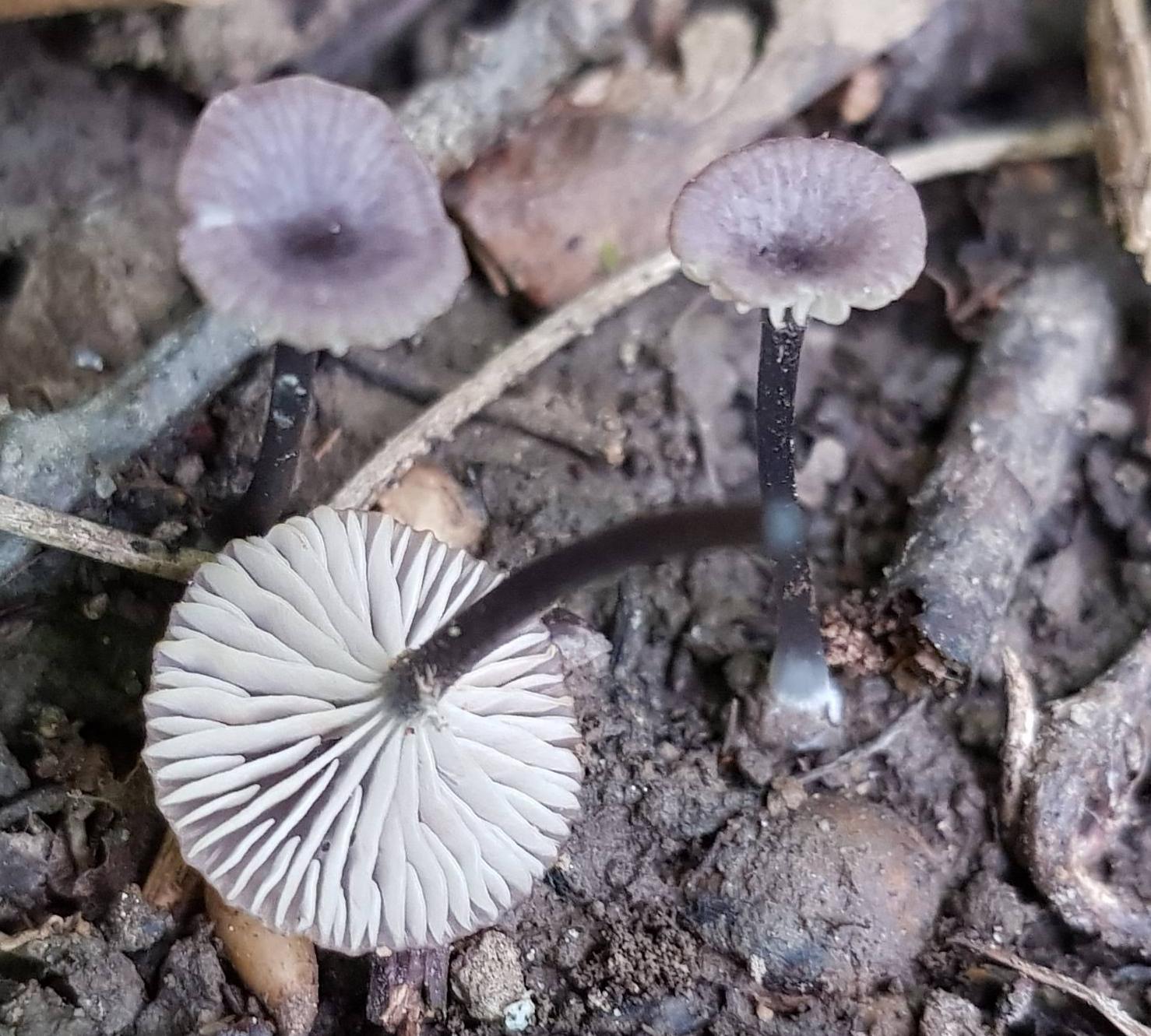 Entoloma incarnatofuscescens (Britzelm.) Noordel.