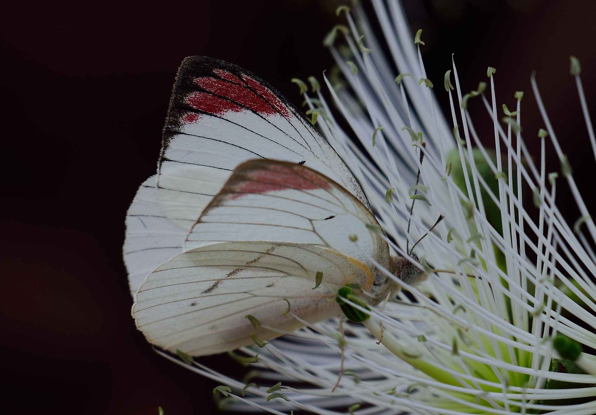 Colotis hetaera (Gerstäcker, 1871)