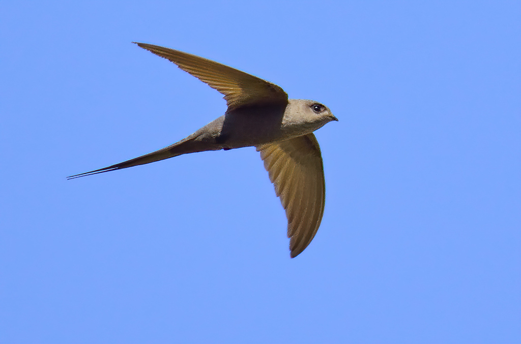 African Palm Swift (Cypsiurus parvus) - Avian Discovery