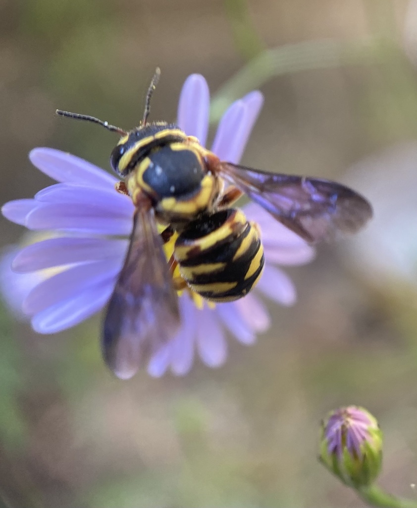 Curved Pebble Bee from Evangeline Oaks Park, Conroe, TX, US on October ...