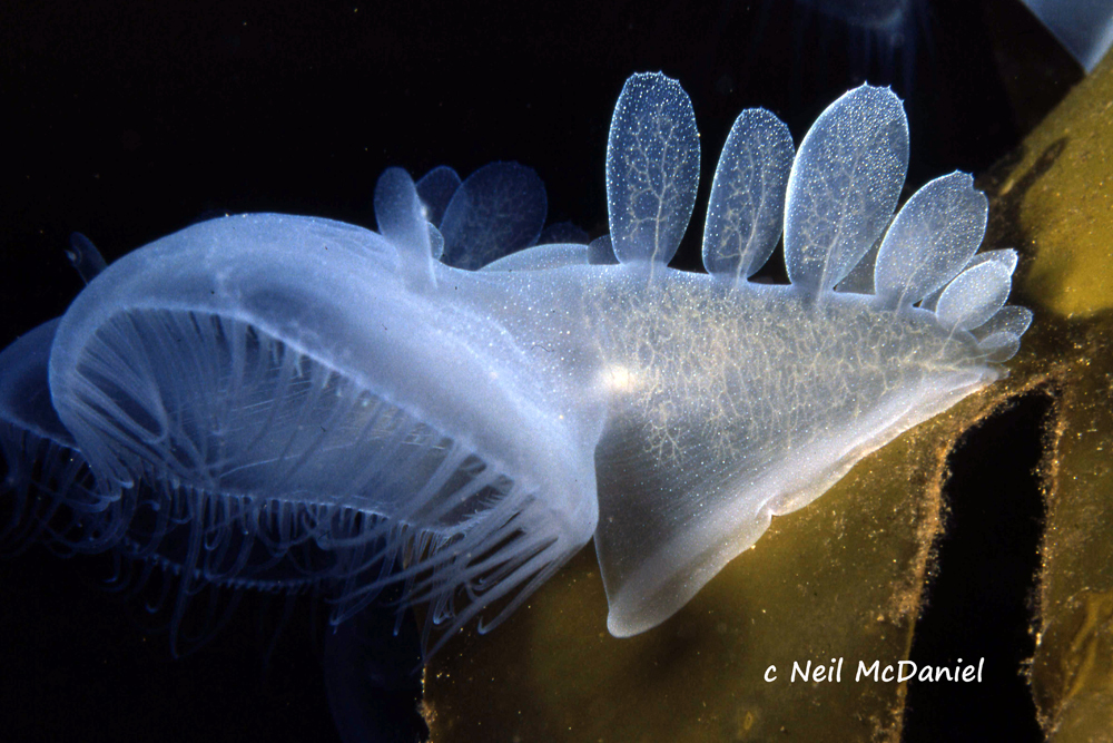 Hooded Nudibranch from Treadwell Bay, BC, Canada on September 15, 1986 ...