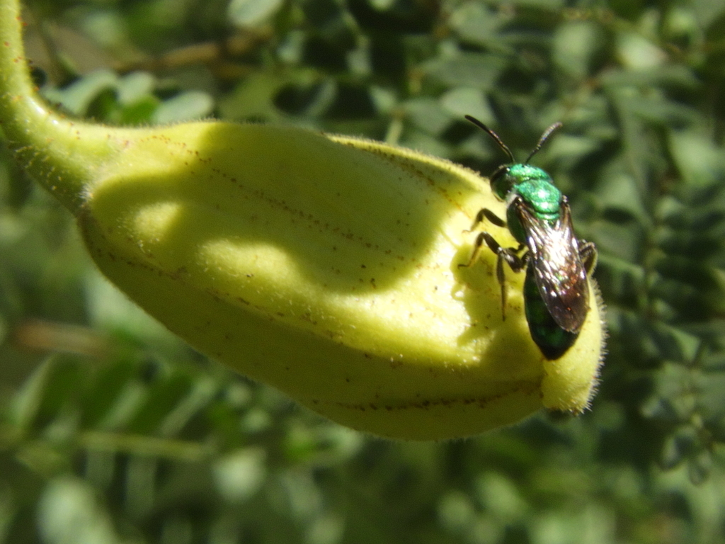 Augochlorine Sweat Bees from Gral. Acha, La Pampa, Argentina on ...