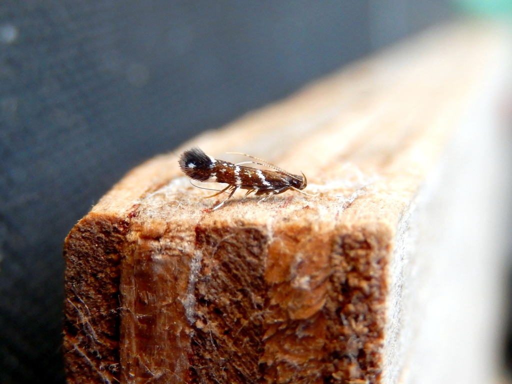 Stagmatophora argyrostrepta from Sydney NSW, Australia on November 2 ...
