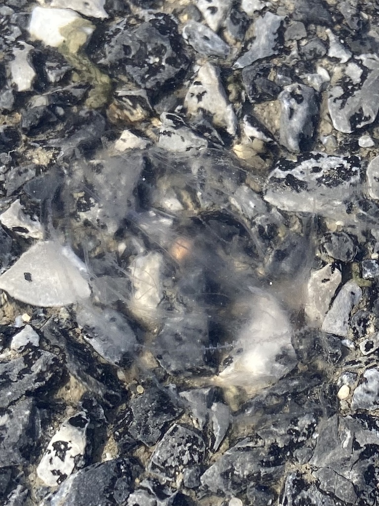 Sea Walnut from Lighthouse Rd, Milford, DE, US on October 28, 2021 at ...