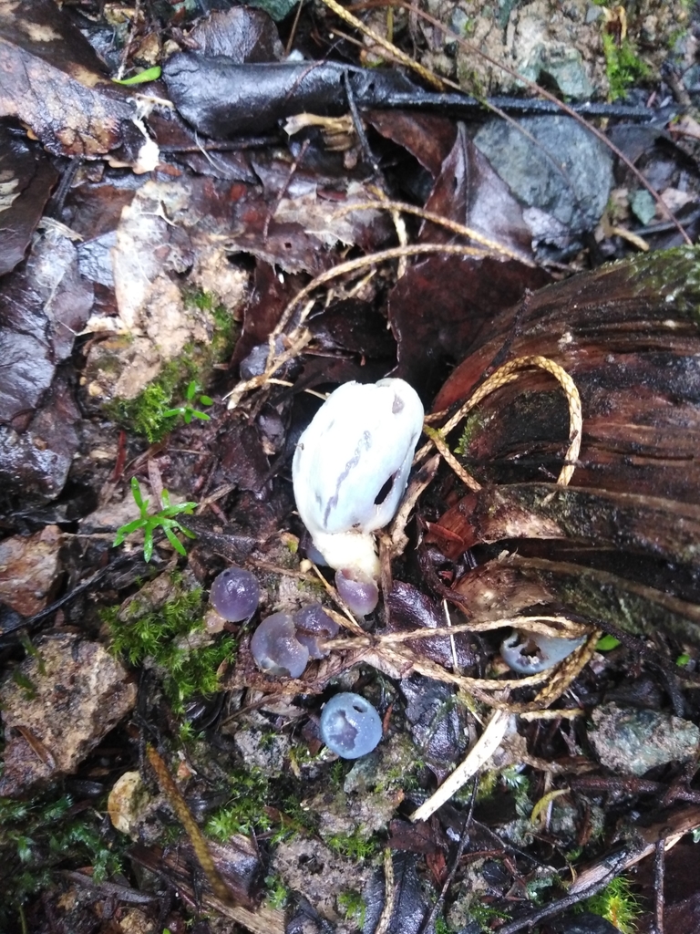 Blue Pouch Fungus from Parahaki, Whangārei, New Zealand on June 09 ...