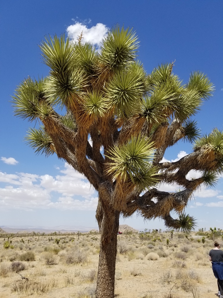 Western Joshua Tree from San Bernardino County, CA, USA on April 22 ...
