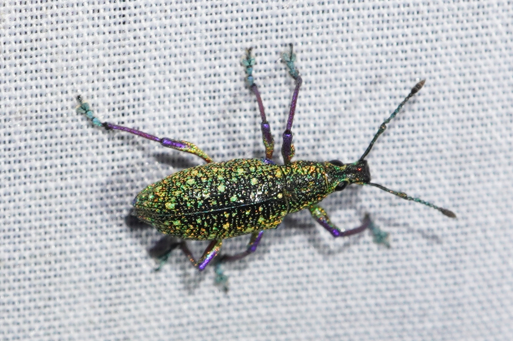 Exophthalmus jekelianus from Canopy Tower on October 02, 2021 at 05:43 ...