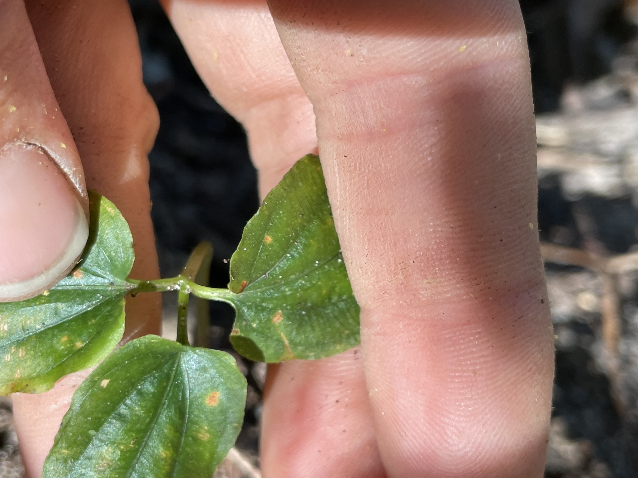Croomia pauciflora (Nutt.) Torr.
