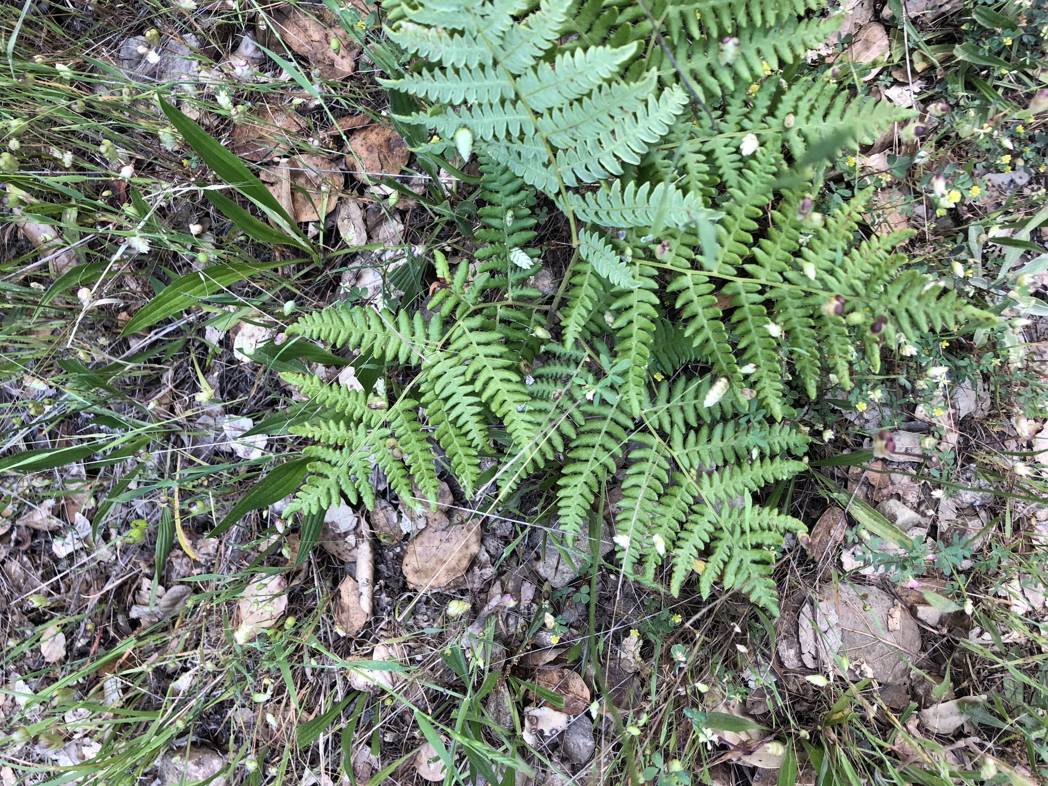 juppy44/gbif-plants-raw · Datasets at Hugging Face