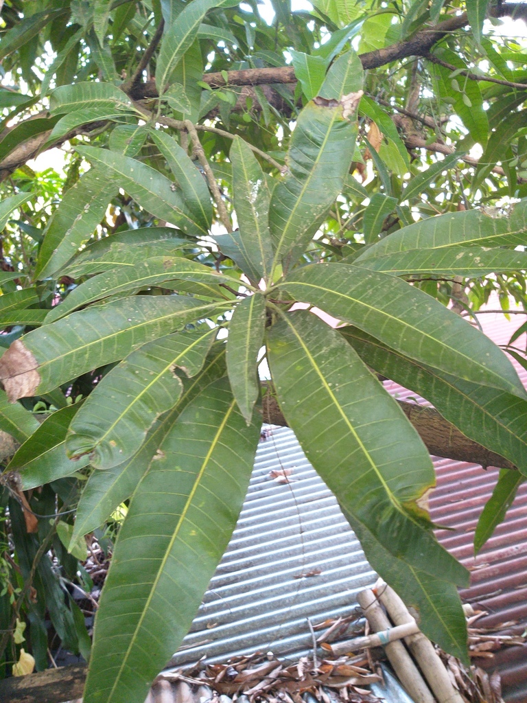 Indian mango from Banago, Automatic Climate Control, Bacolod, Negros ...