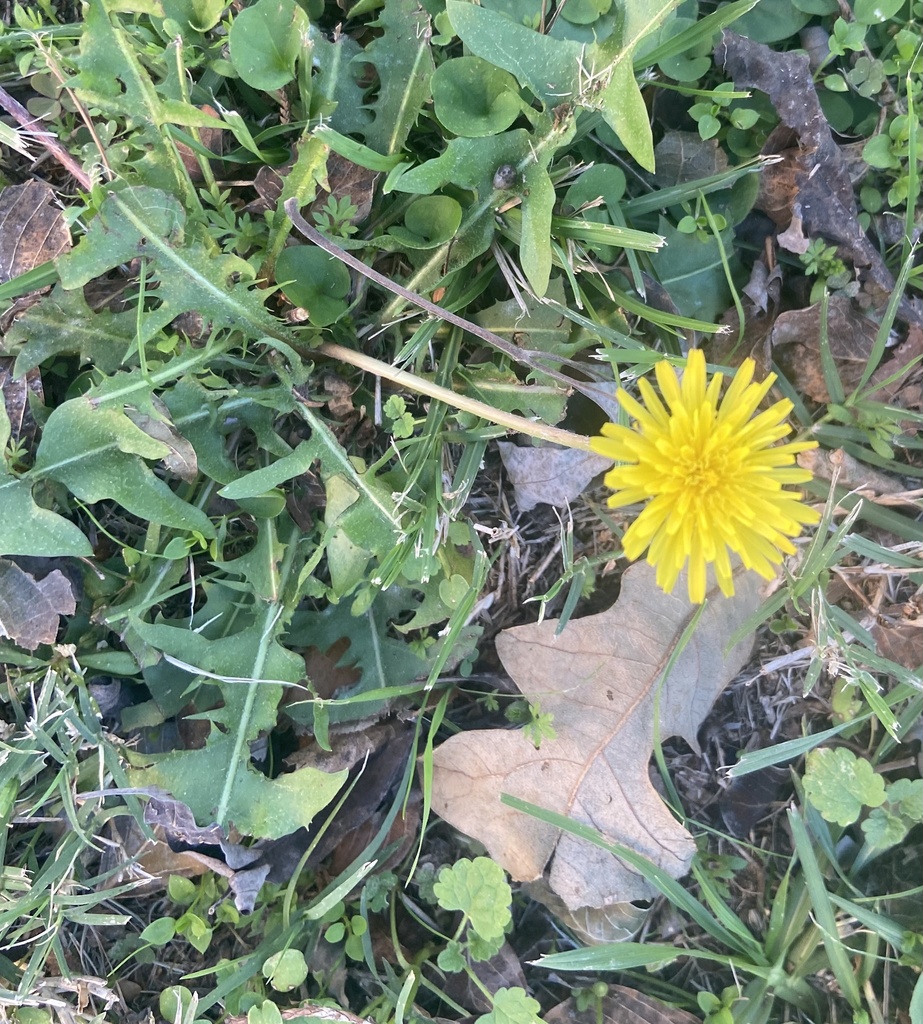 common dandelion from County Road 448, Thorndale, TX, US on November 02 ...