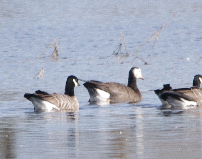 Ducks, Geese, and Swans from 19255 SW Pacific Hwy, Sherwood, OR 97140 ...
