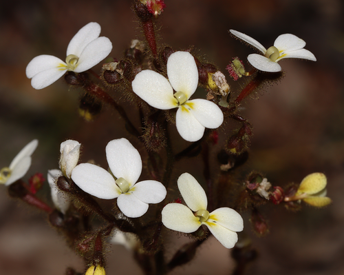 Golden Triggerplant (Stylidium ciliatum) · iNaturalist United Kingdom