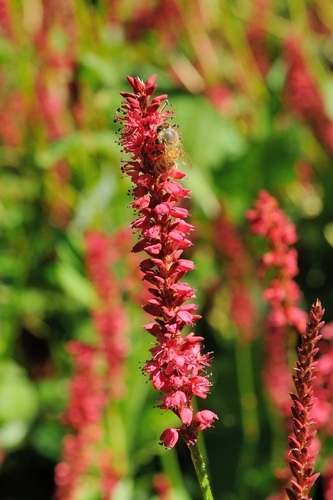 Red Bistort (Persicaria amplexicaulis) · iNaturalist